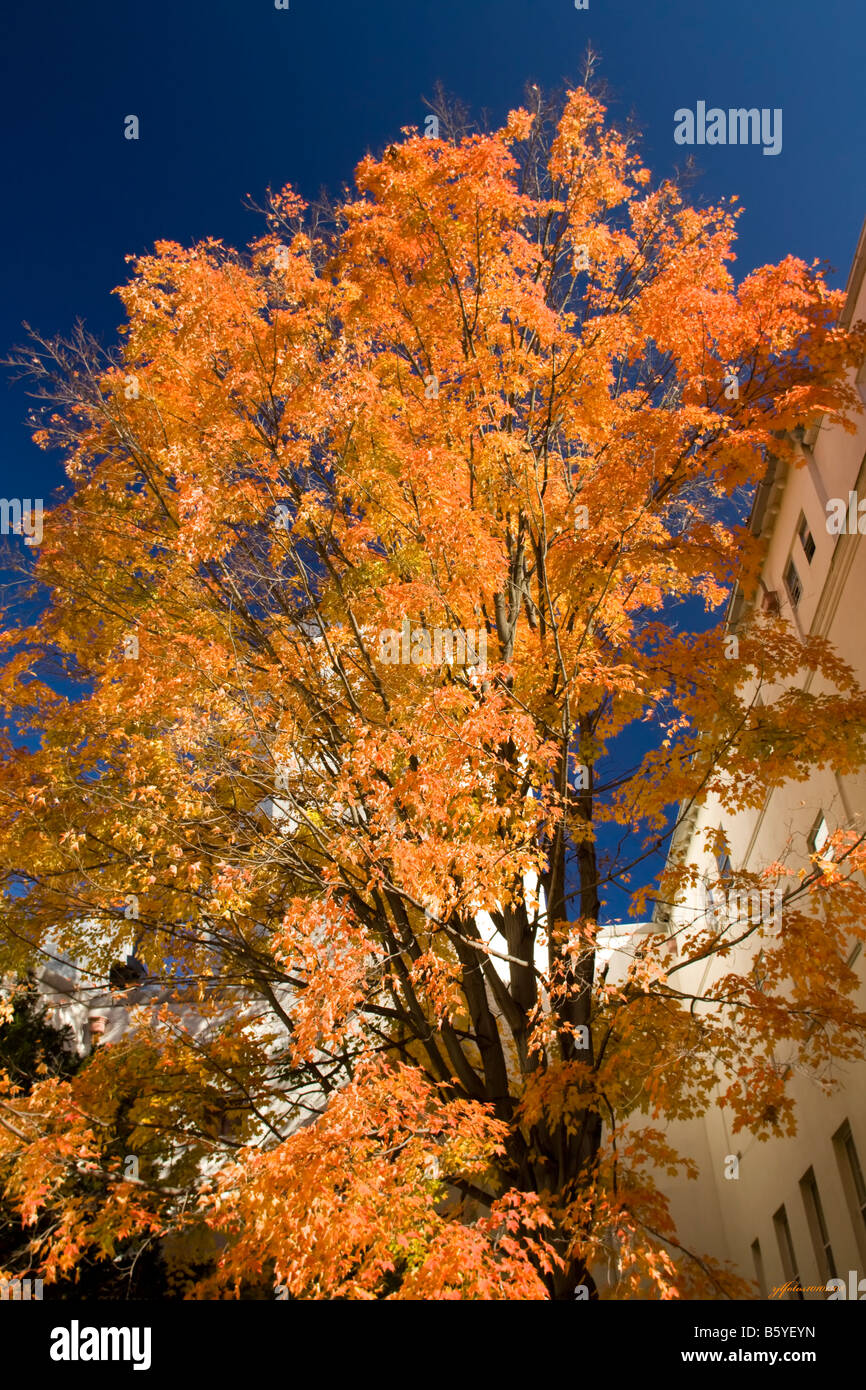 Fall Maple full color Stock Photo - Alamy