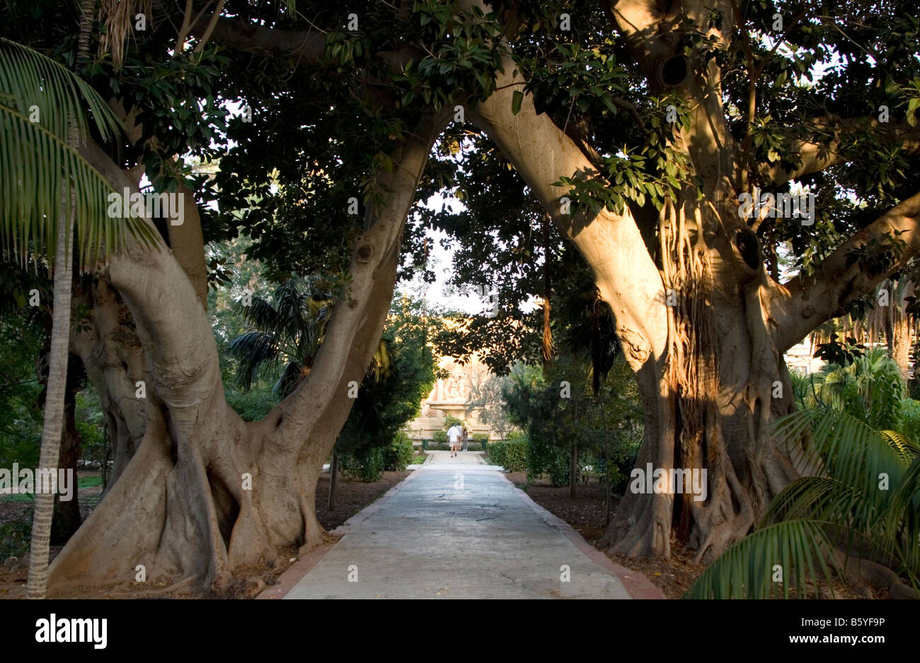 Path among massive trees at San Anton Gardens, a public garden in Malta ...