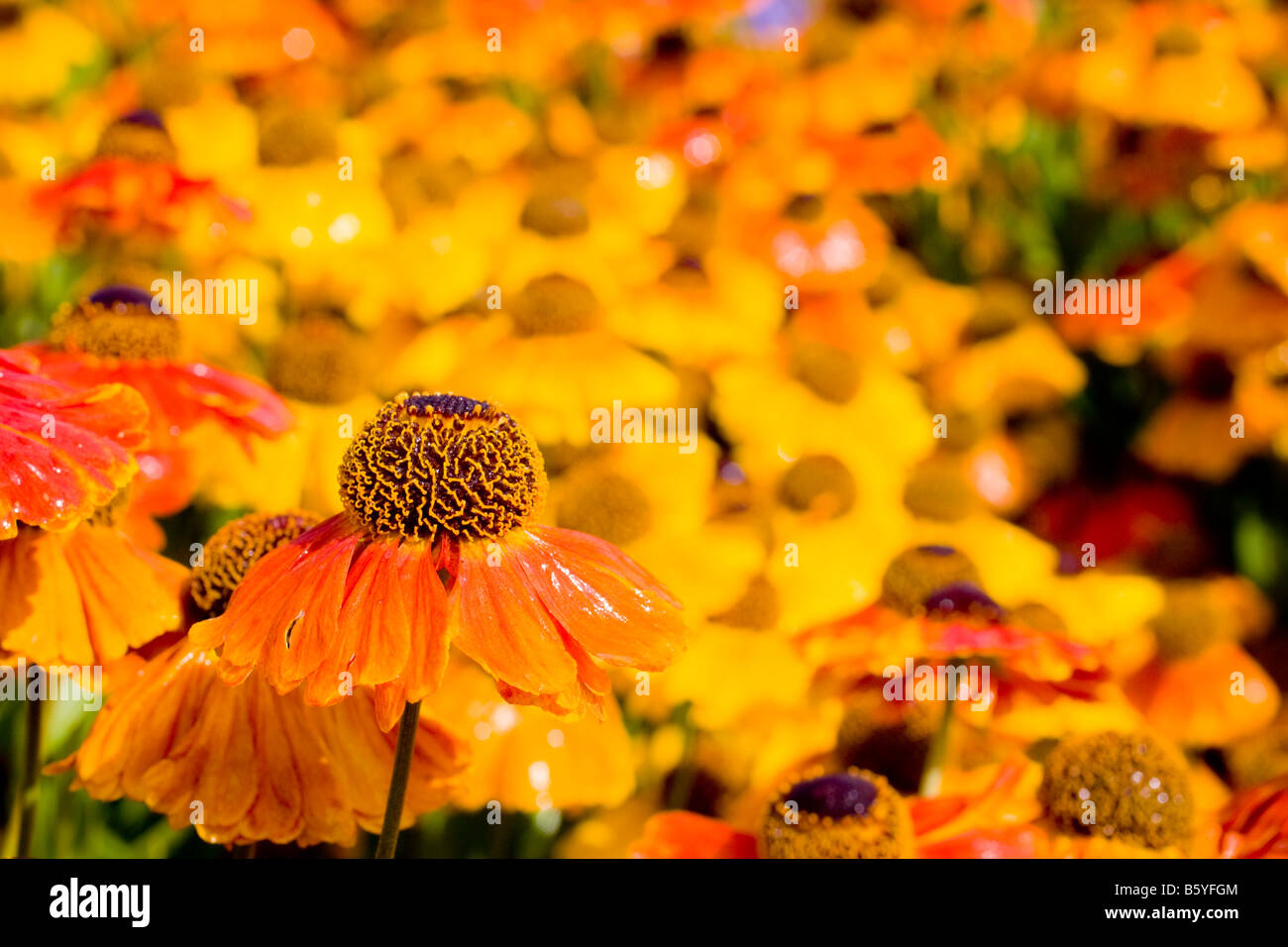 Helenium Rubinzwerg AGM flower close up Stock Photo - Alamy