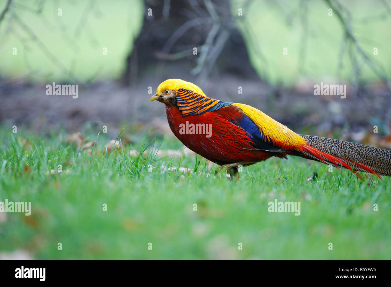 Golden pheasant Chrysolophus pictus male Kew Gardens London Stock Photo ...