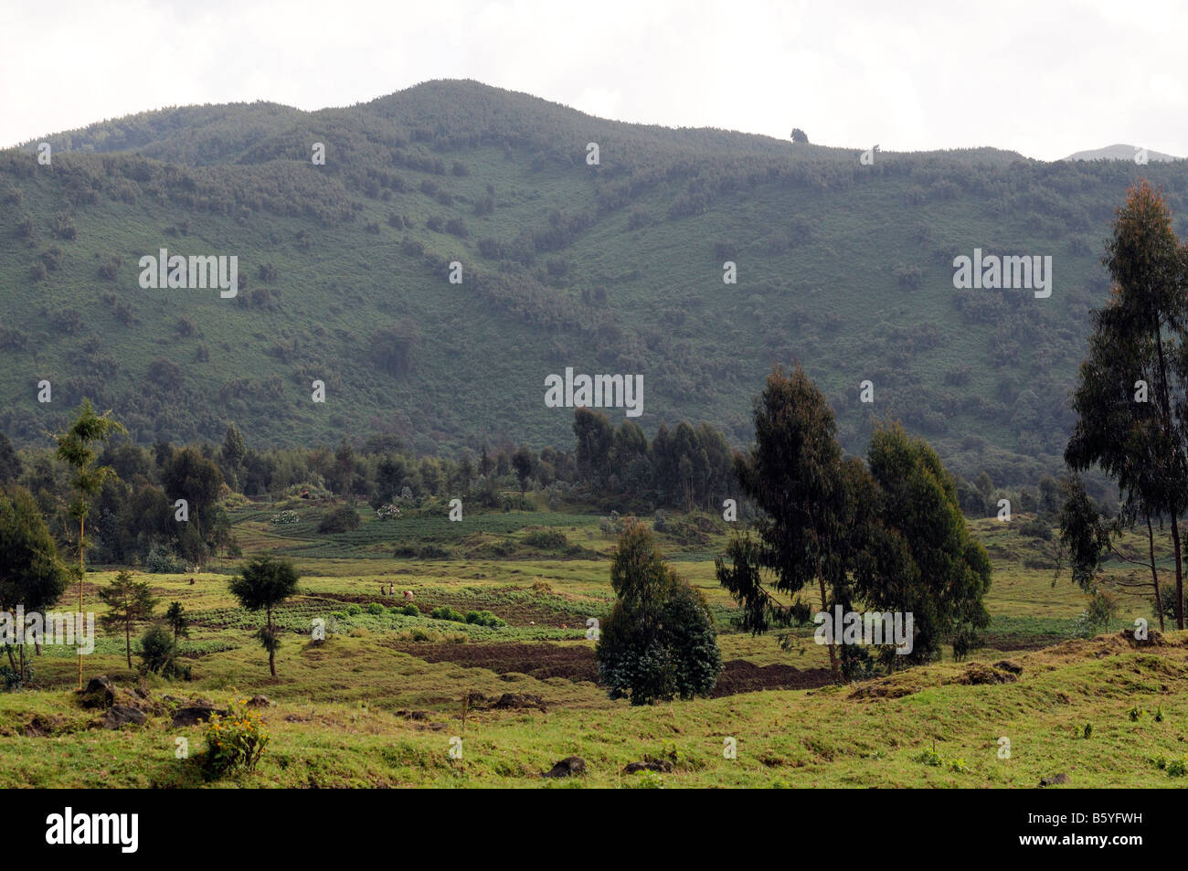 typical rural countryside farm land beside the volcanoes national park ...