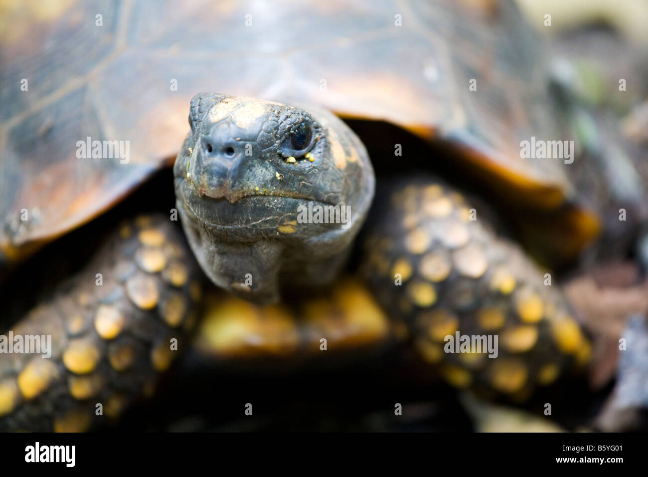 Tortoise hi-res stock photography and images - Alamy