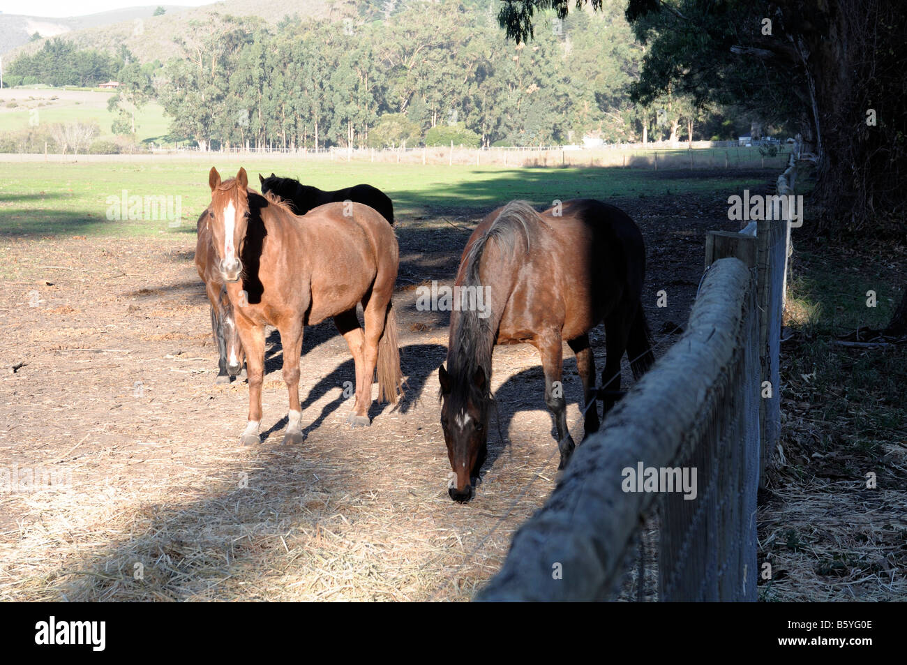 Two horses in a corral Stock Photo - Alamy