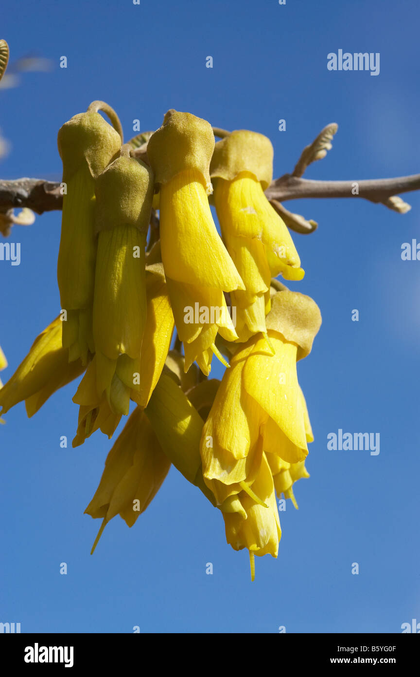 Kowhai tree new zealand hi-res stock photography and images - Alamy