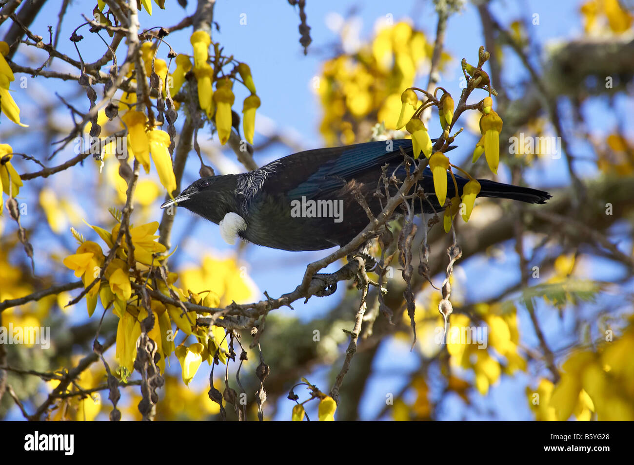 Tui and Kowhai Flowers in Spring Motueka Nelson Region South Island New ...