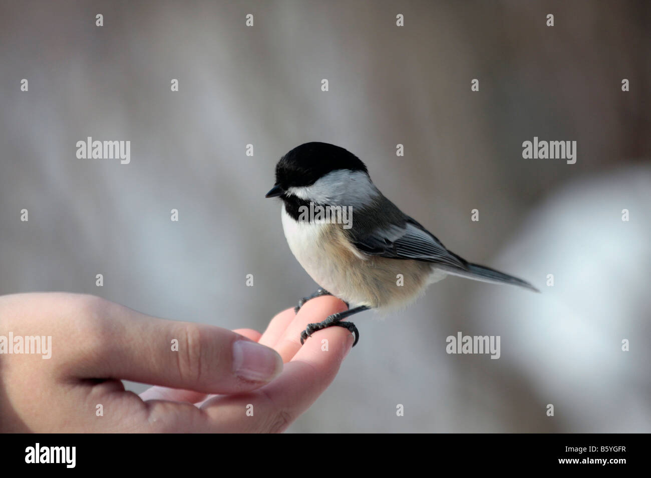 Black Capped Chickadee on hand Stock Photo - Alamy