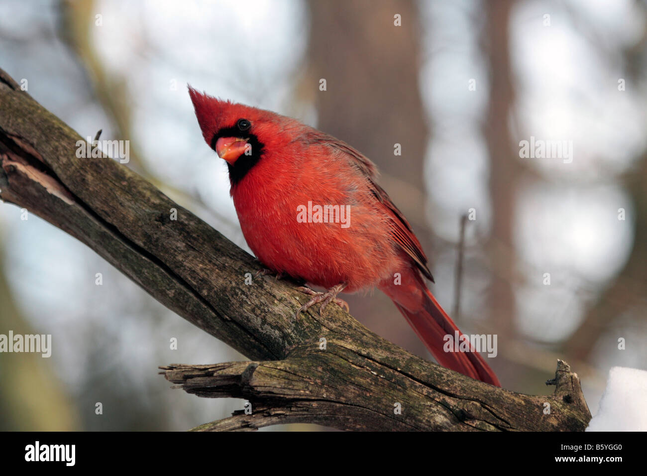 Male Cardinal on branch Stock Photo - Alamy