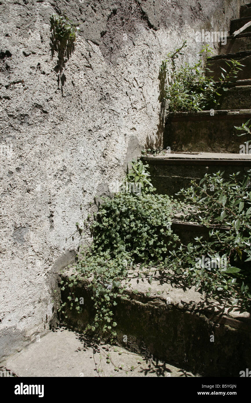 outdoor steps overgrown with grass and weeds in sun Stock Photo - Alamy