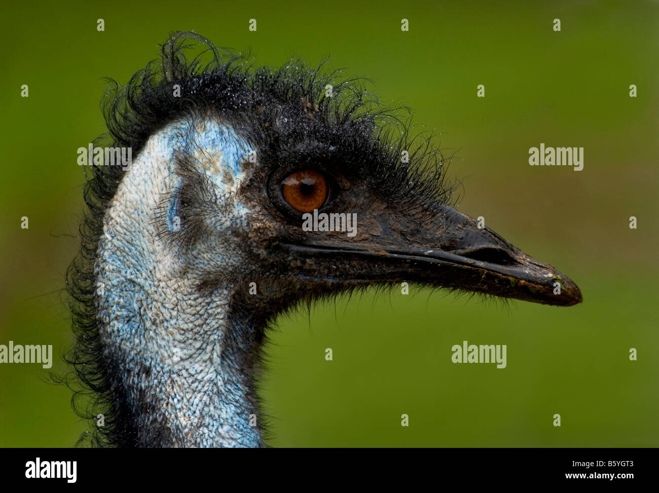 Emu birds hi-res stock photography and images - Alamy