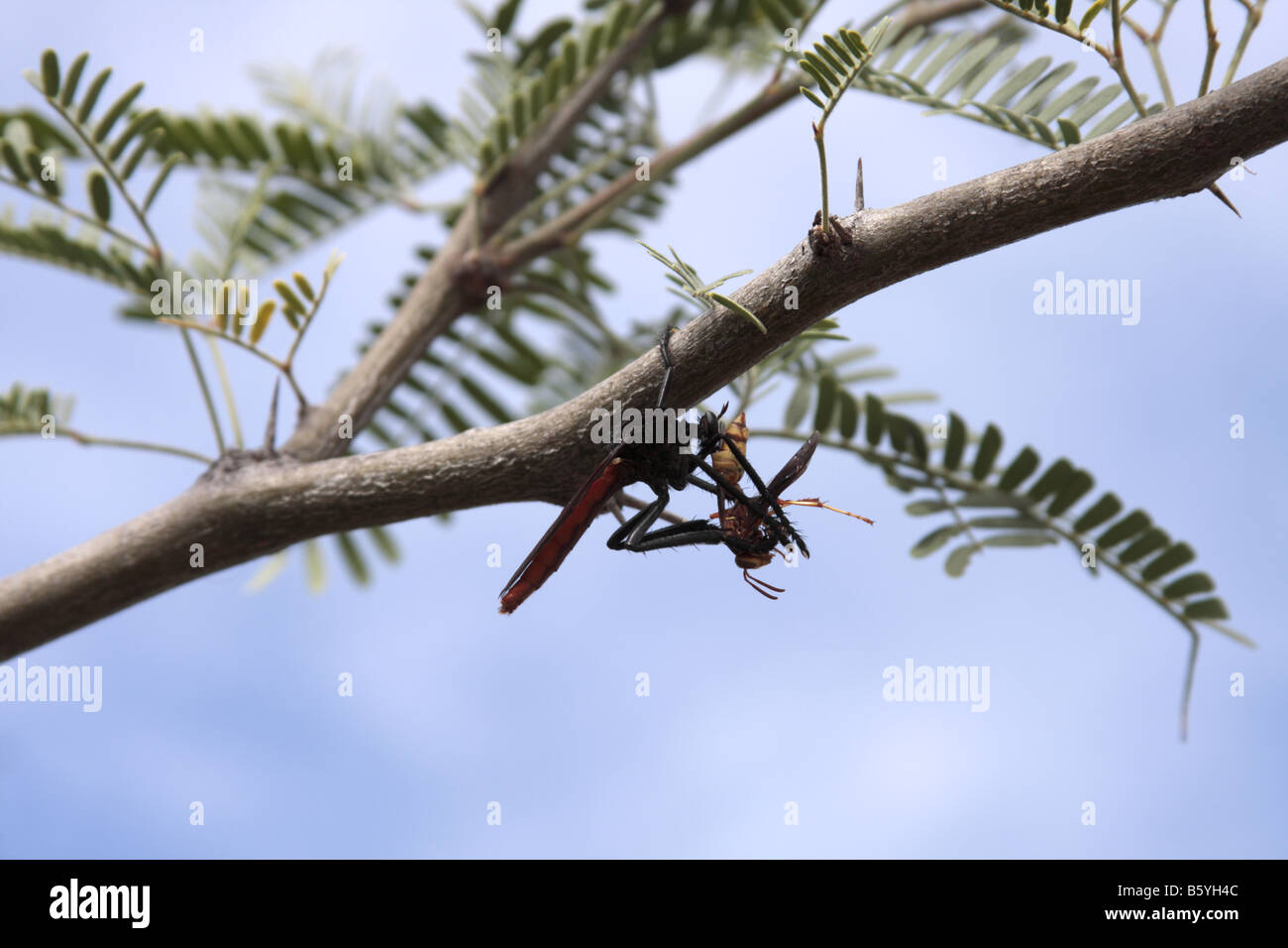 Insects Of Arizona Stock Photos & Insects Of Arizona Stock Images - Alamy