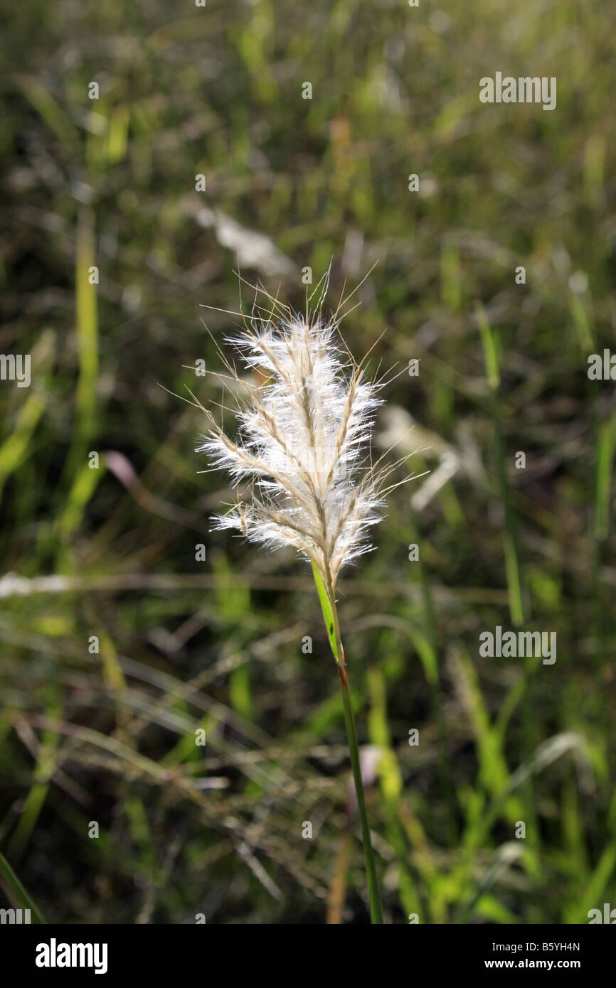 Silver beardgrass hi-res stock photography and images - Alamy