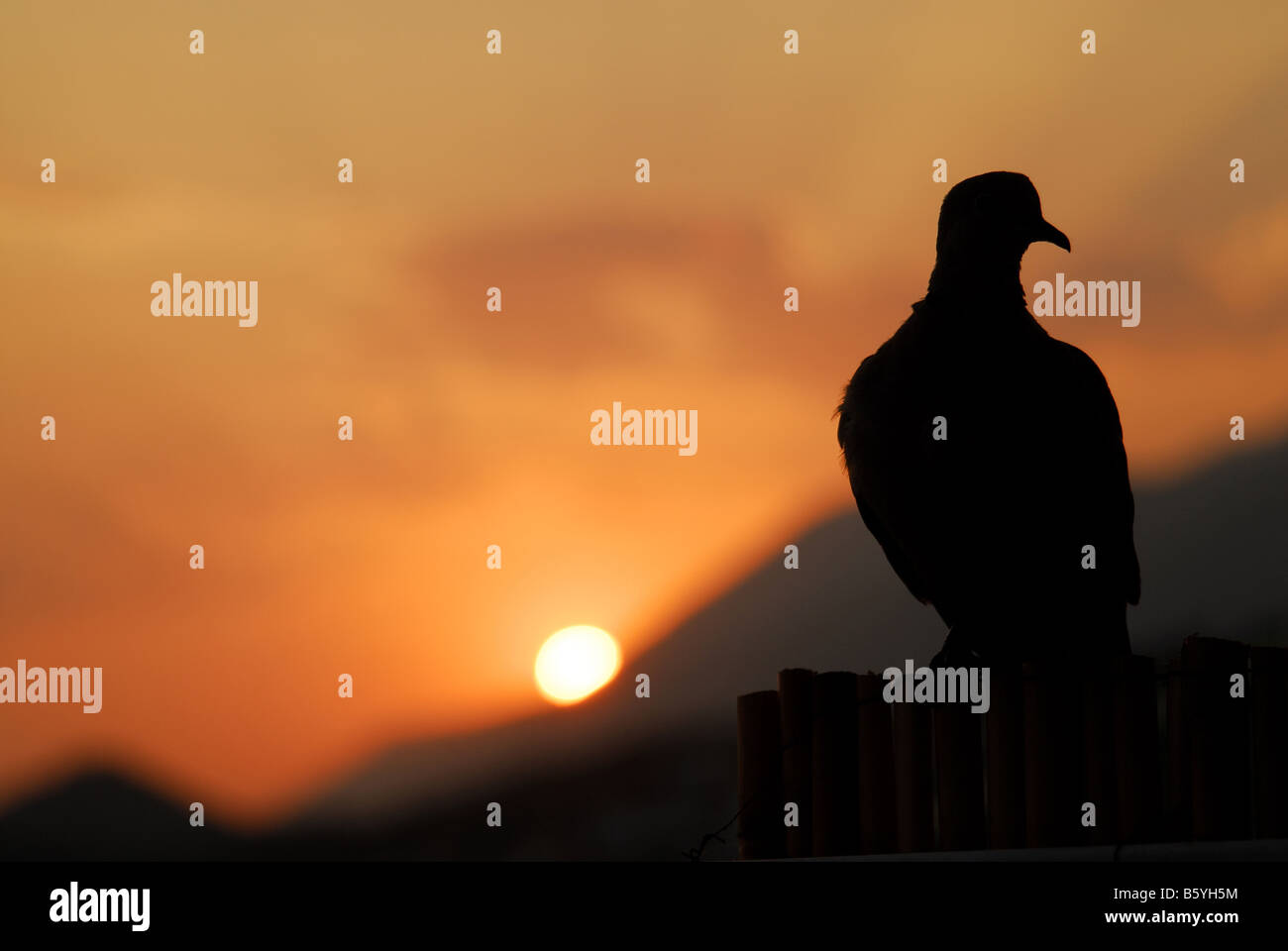 bird and sunset Stock Photo - Alamy