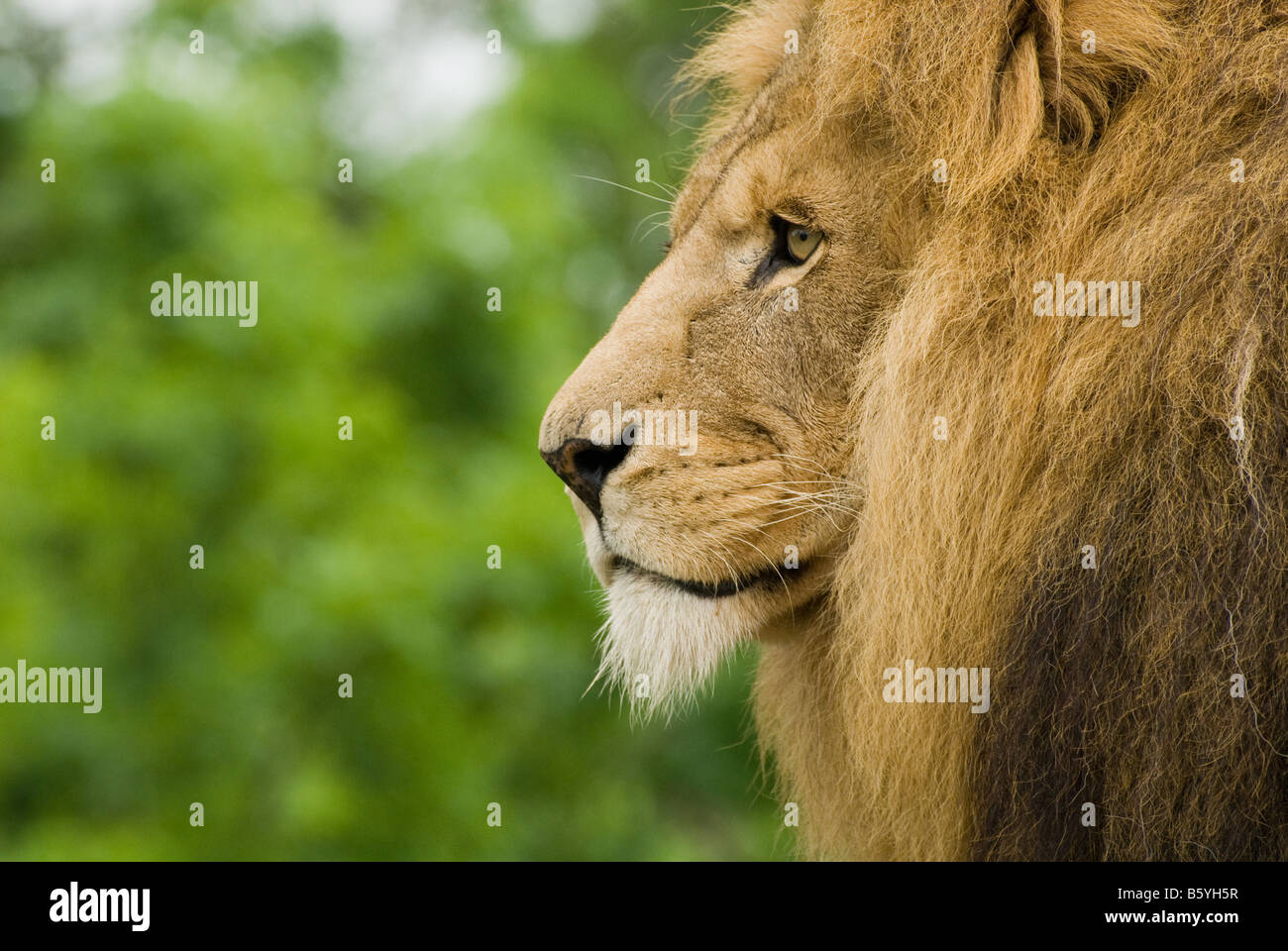 Lion with mane portrait Stock Photo - Alamy