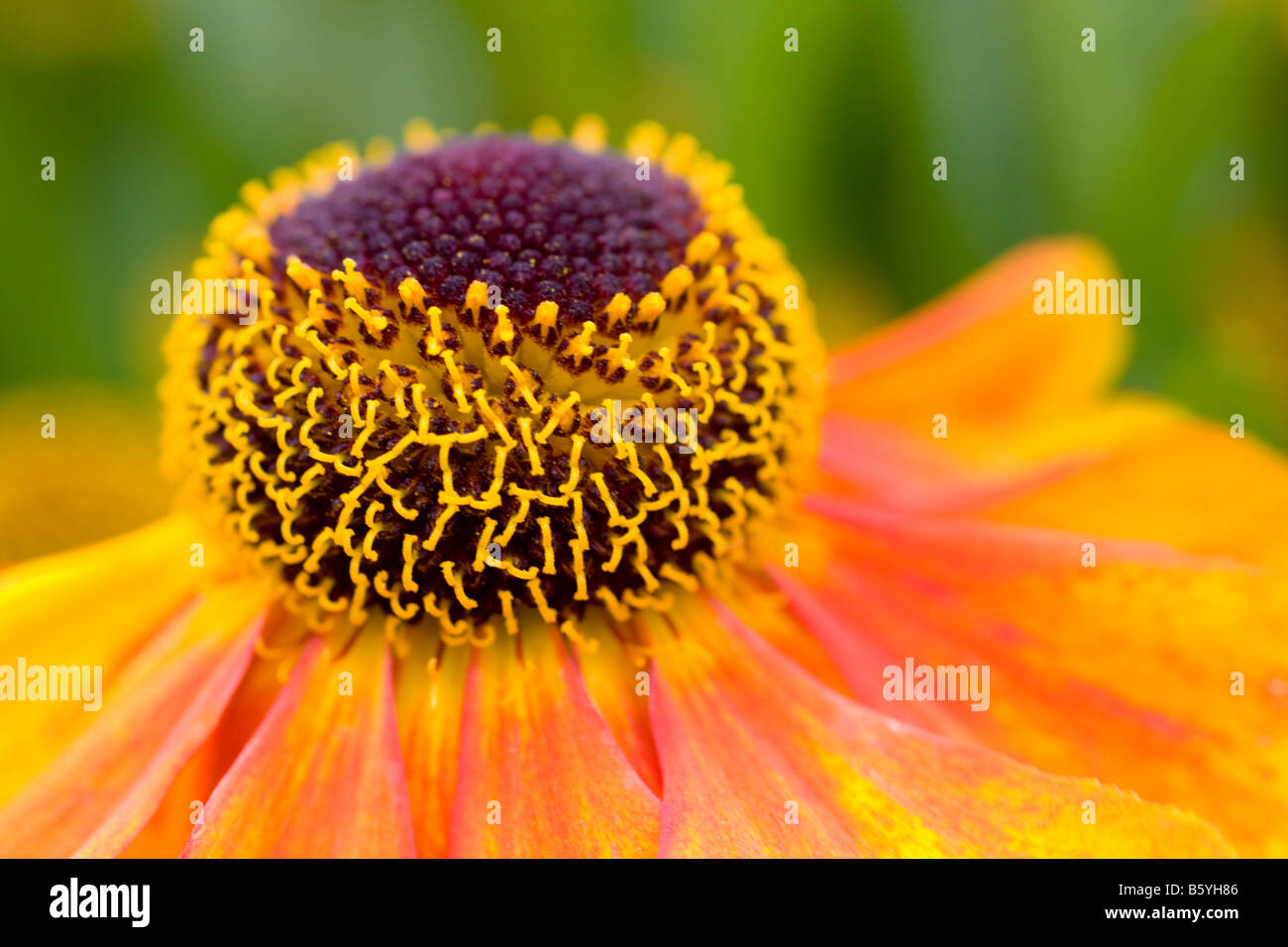 Closeup close up agm hi-res stock photography and images - Alamy