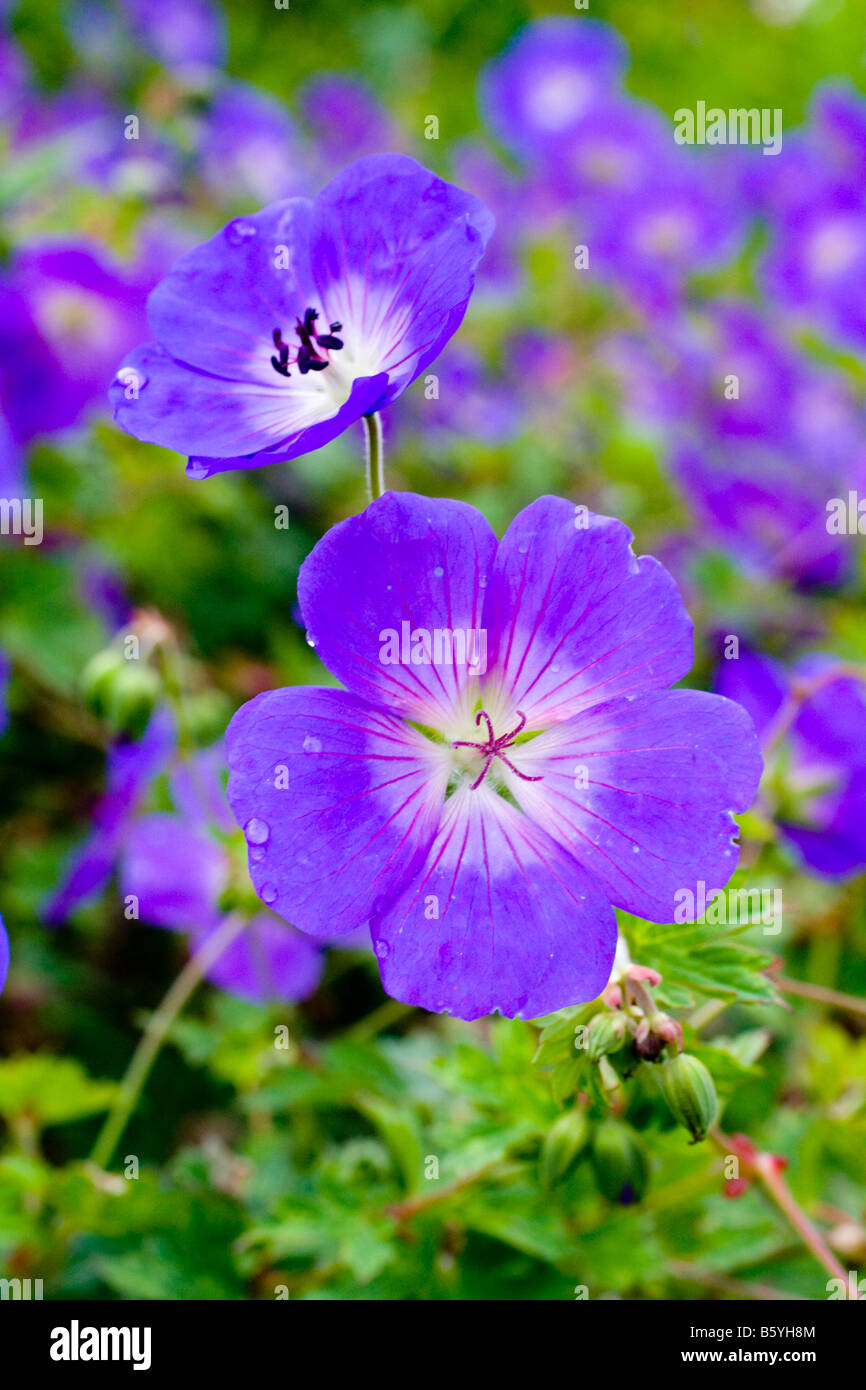 Geranium rozanne flower hi-res stock photography and images - Alamy