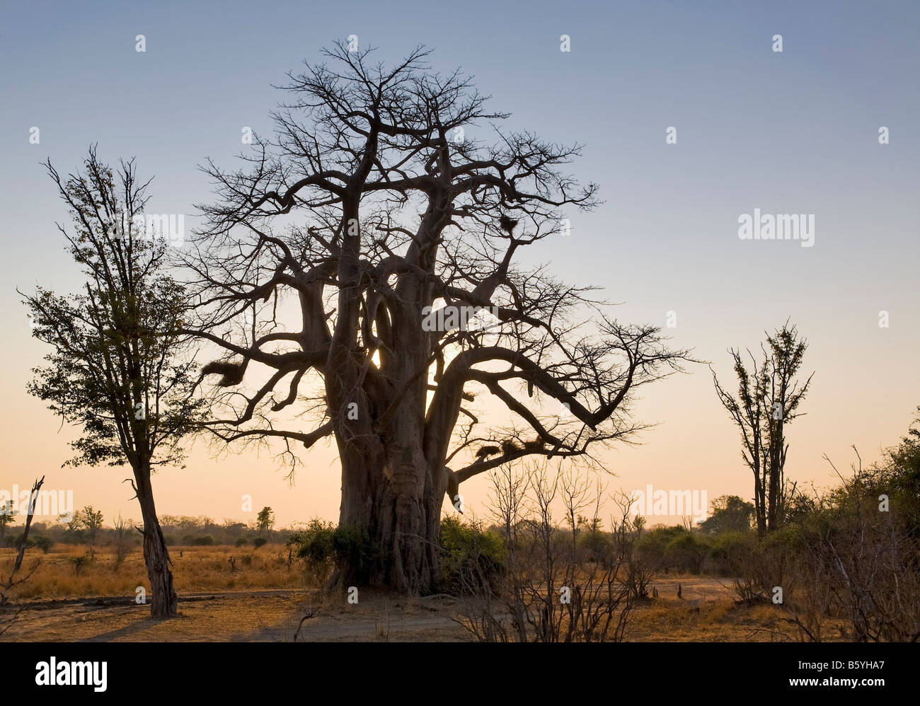 Baobab tree at South Luangwa National Park in Zambia Stock Photo - Alamy