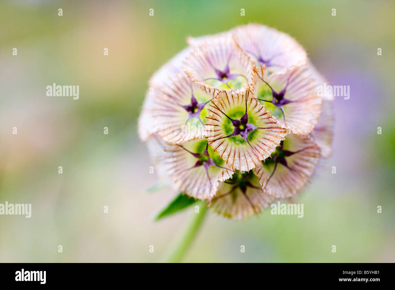 Moon Flower High Resolution Stock Photography and Images - Alamy