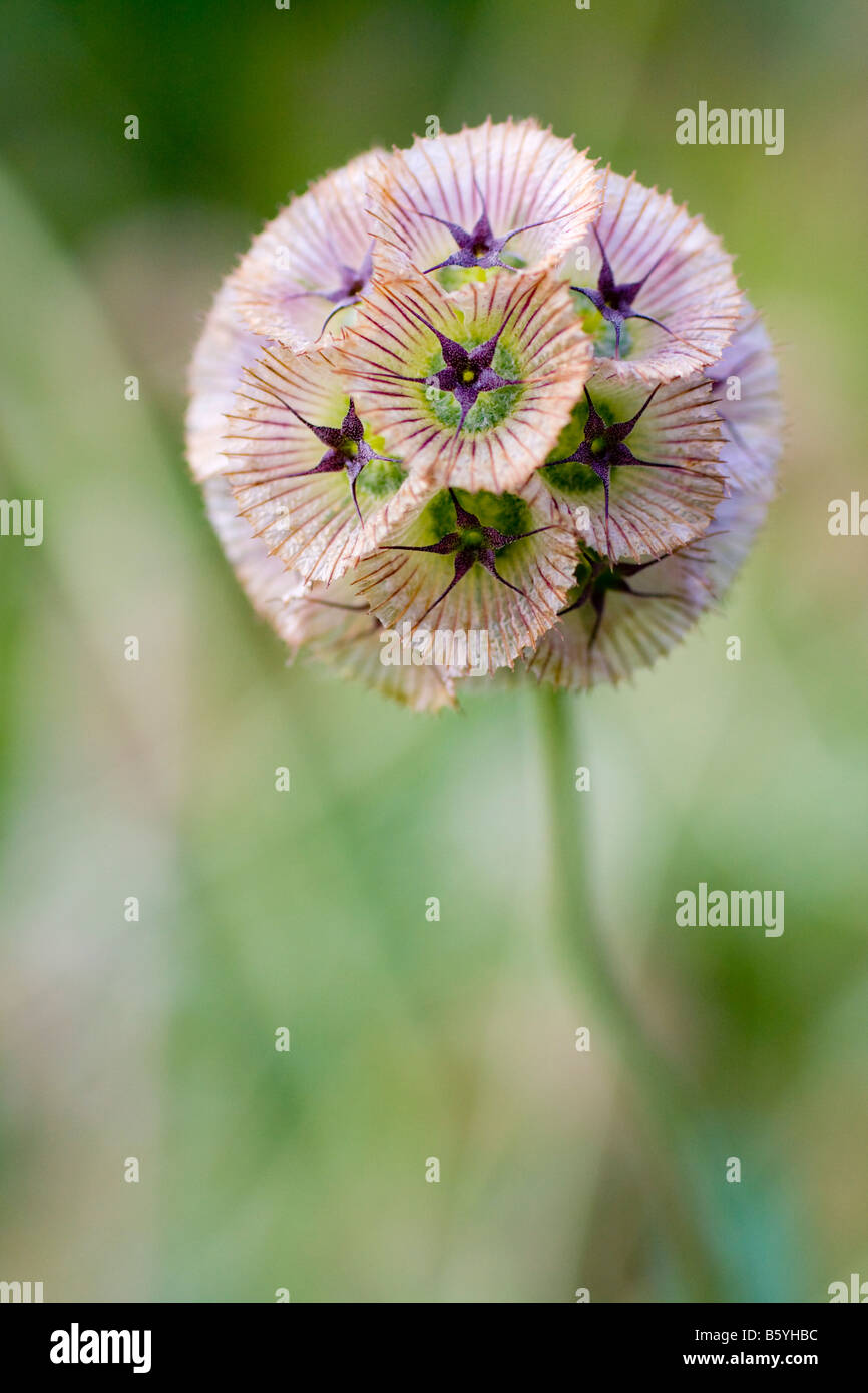 Scabious paper moon flower close hi-res stock photography and images ...