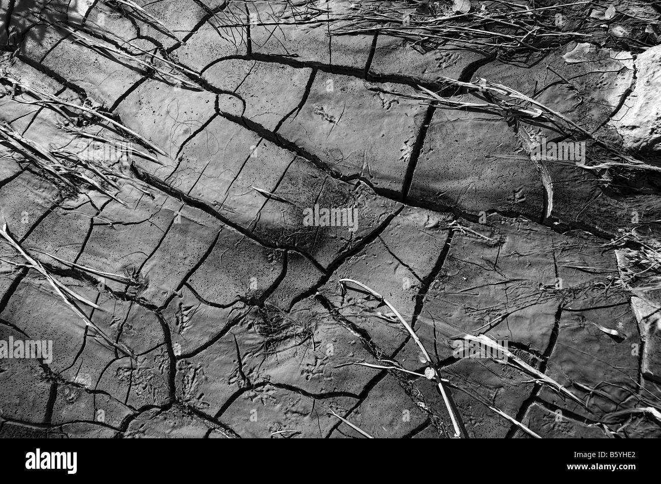 Cracked earth grass Black and White Stock Photos & Images - Alamy
