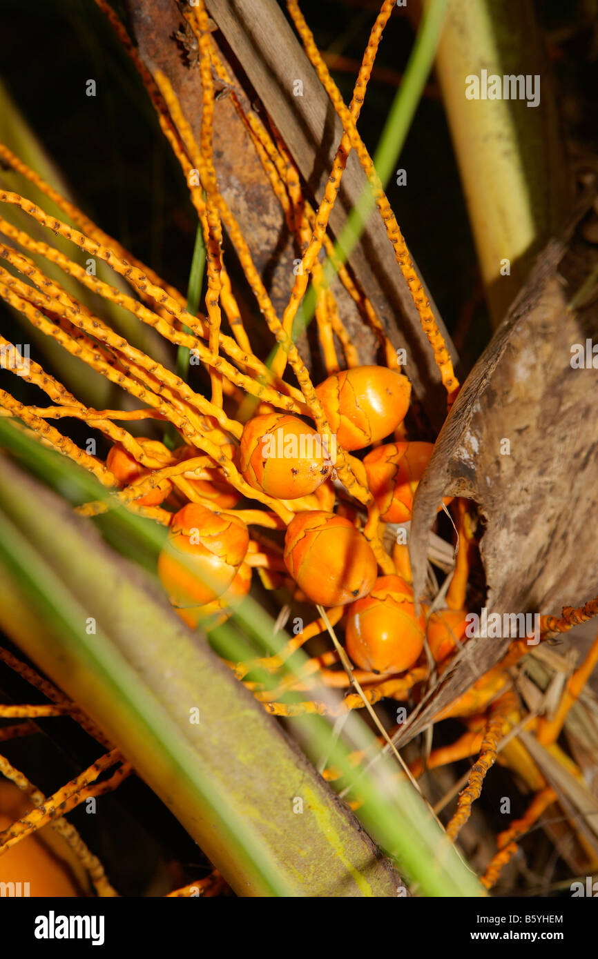 Coconut tree india hi-res stock photography and images - Alamy