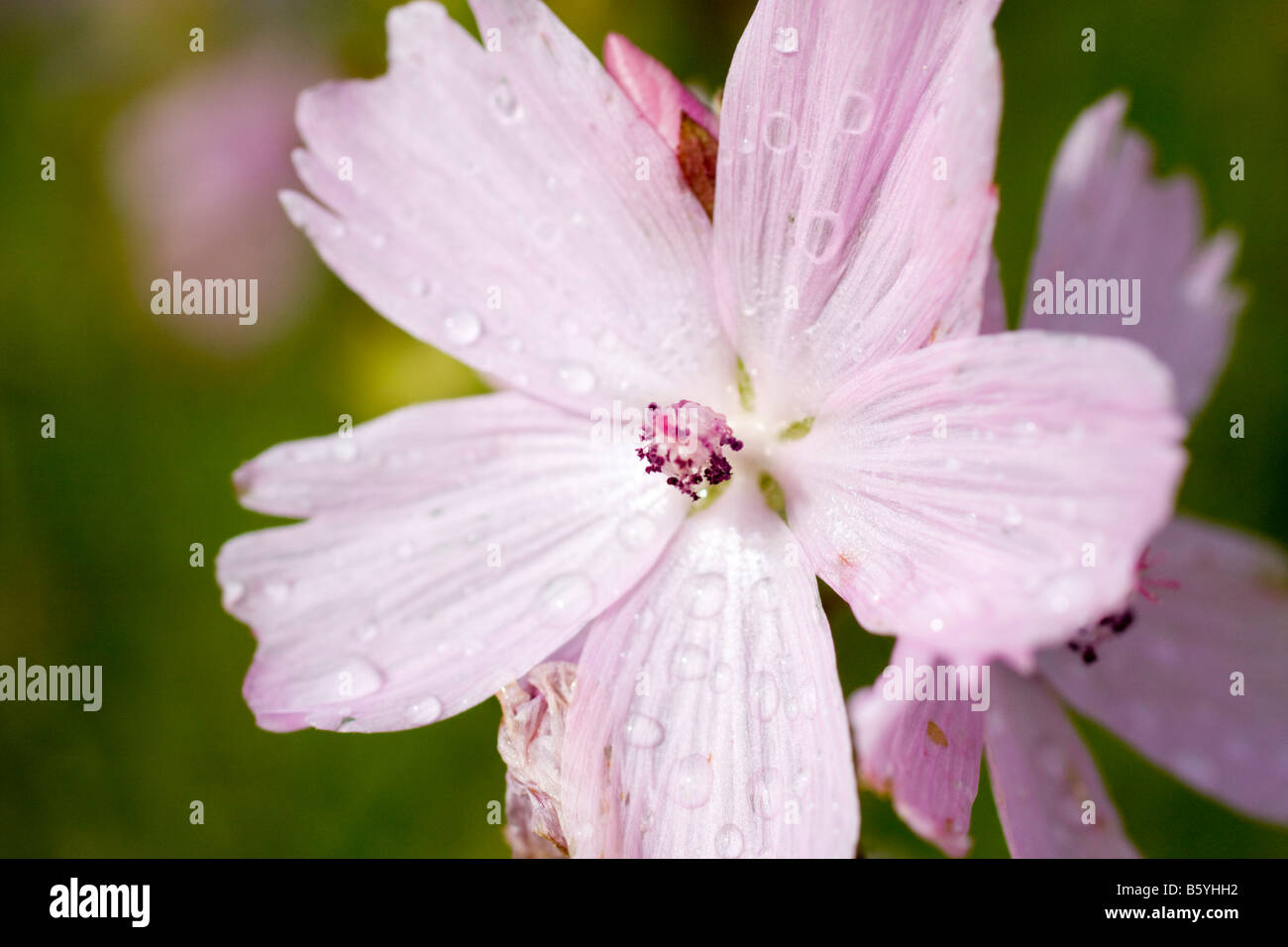 Sidalcea Elsie Heugh flower close up Stock Photo - Alamy
