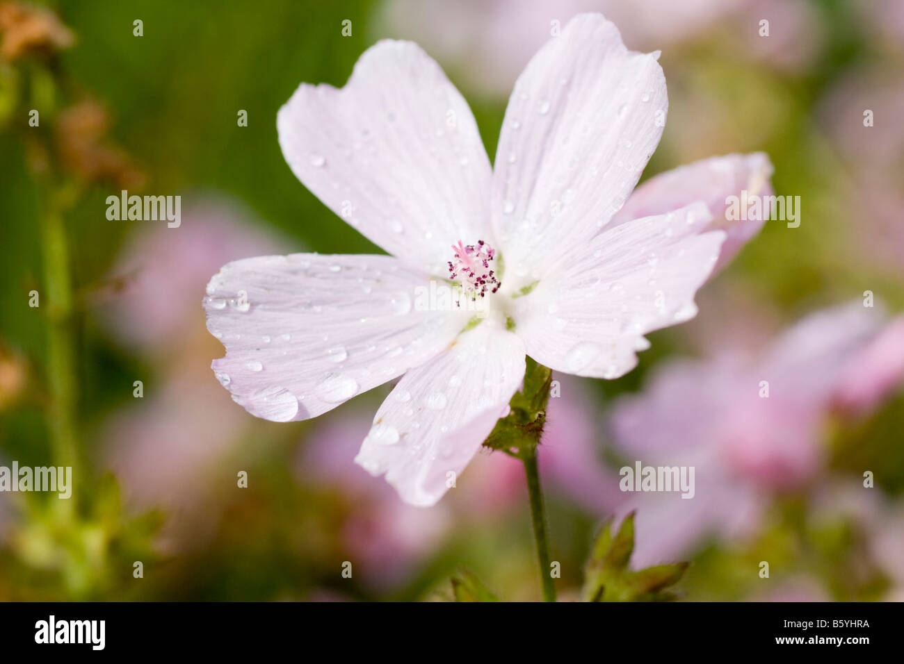 Sidalcea elsie heugh hi-res stock photography and images - Alamy