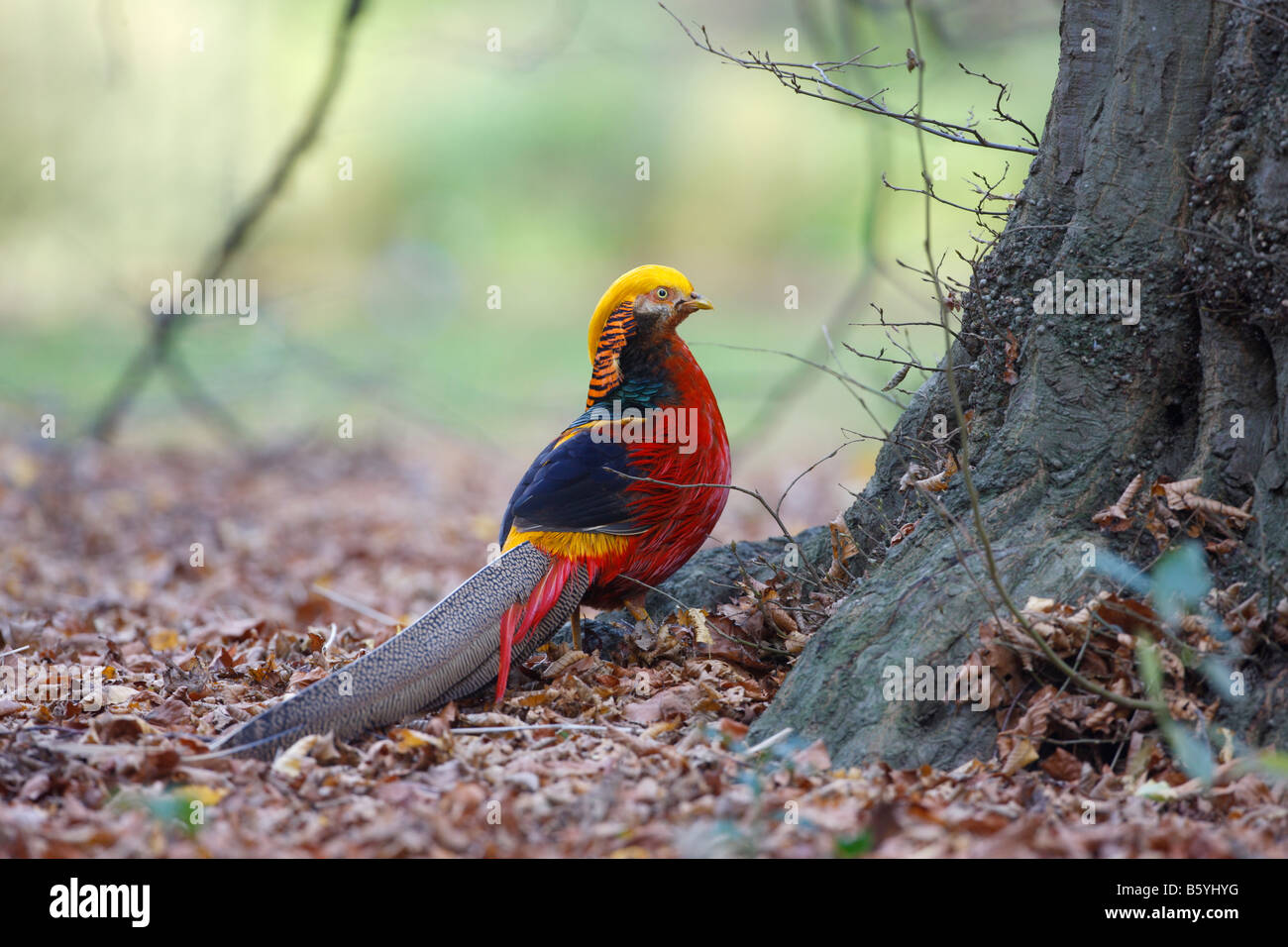 Golden pheasant Chrysolophus pictus male Kew Gardens London Stock Photo ...