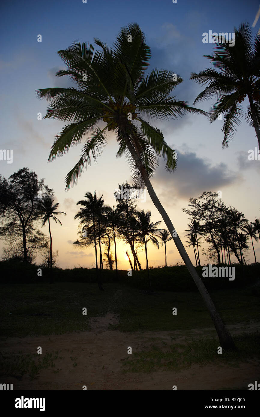 Coconut Trees Silhouetted at Sunset on Arambol Beach, Goa, India Stock ...