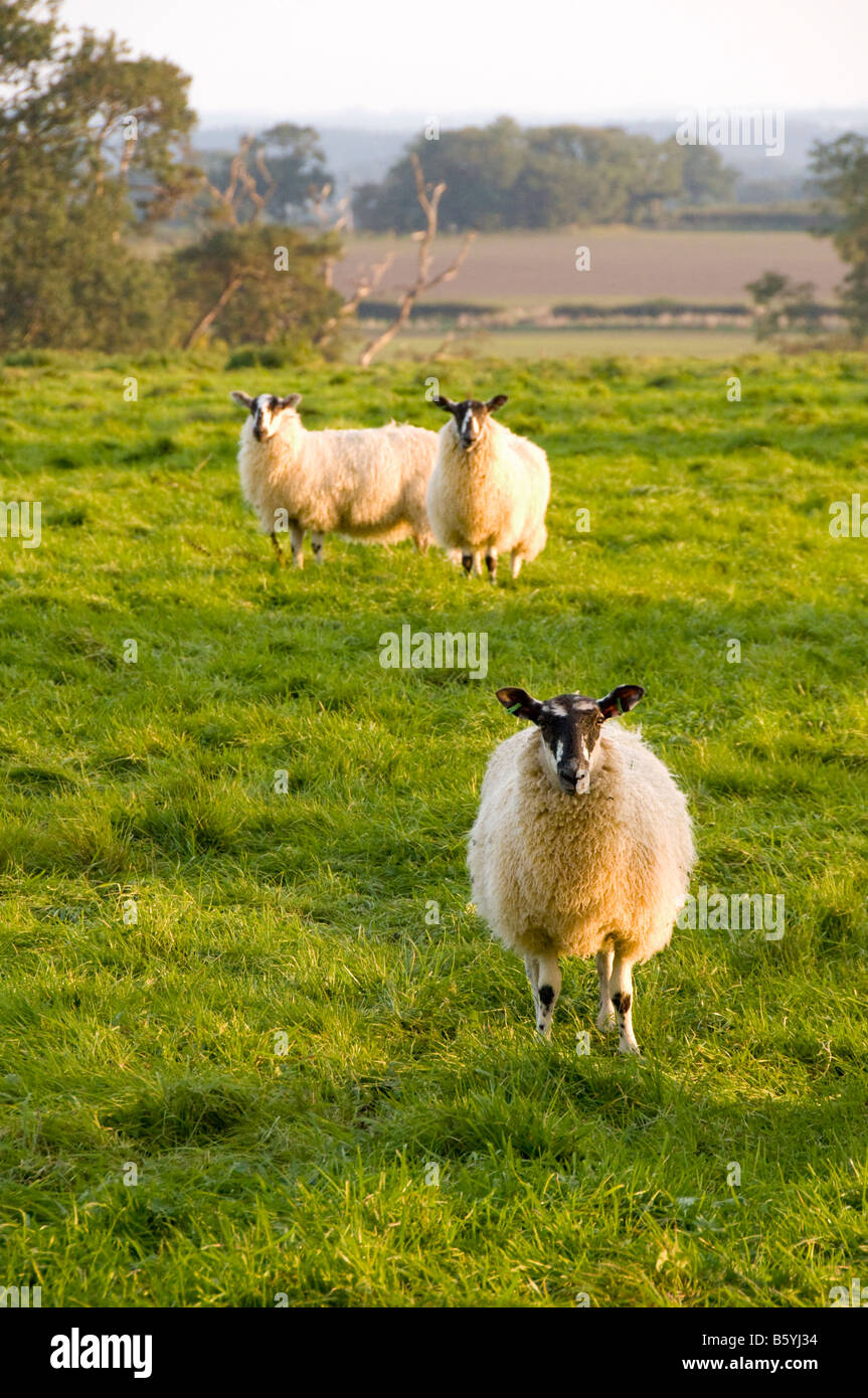 swaledale sheep in field at sunset Stock Photo - Alamy