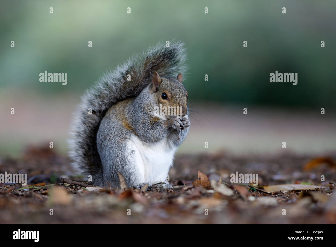 Grey squirrel london uk hi-res stock photography and images - Alamy