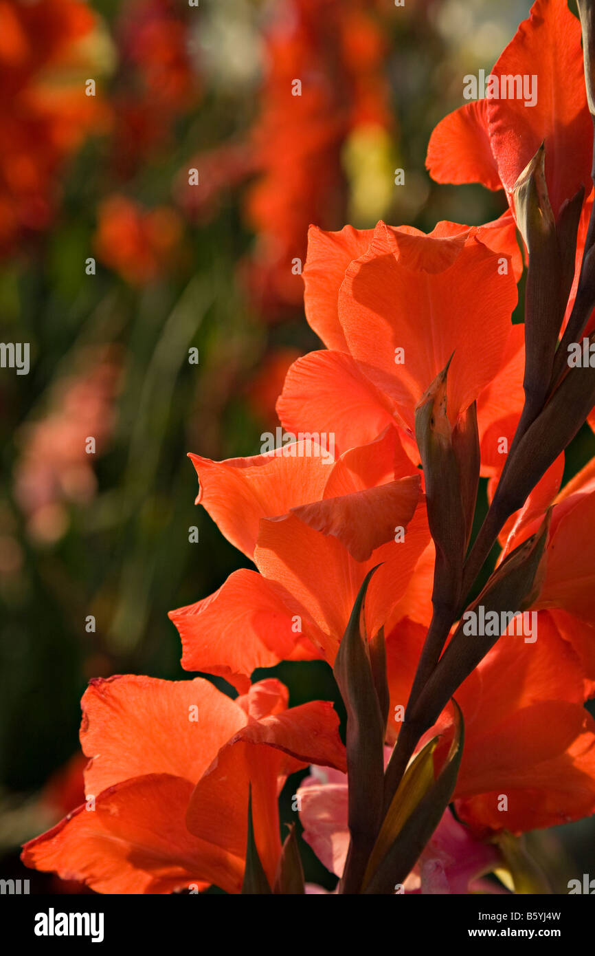 Red gladiolus flower Stock Photo - Alamy