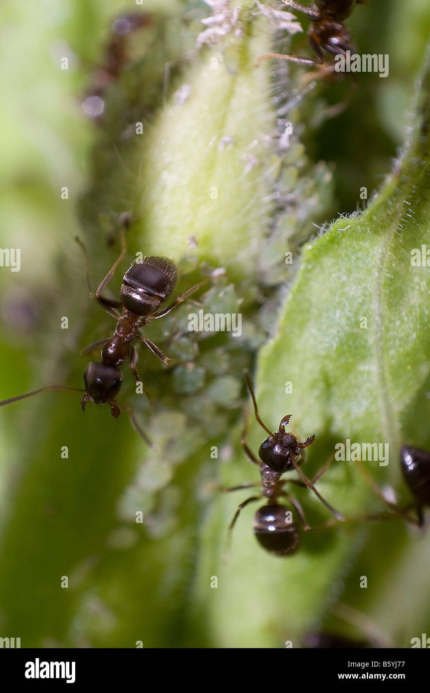 Ants head hi-res stock photography and images - Alamy
