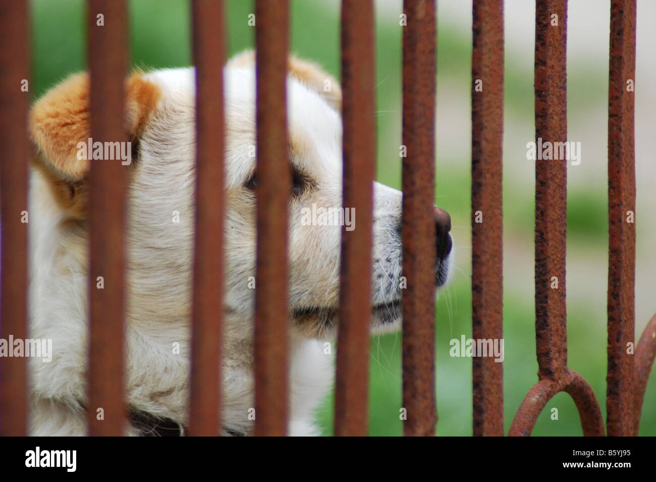 Guard prison bars duty hi-res stock photography and images - Alamy