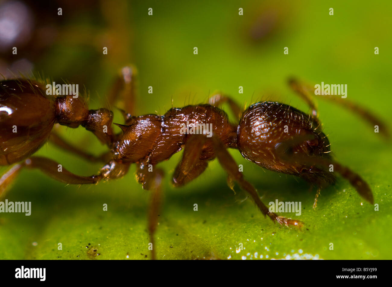 Close up ant head hi-res stock photography and images - Alamy
