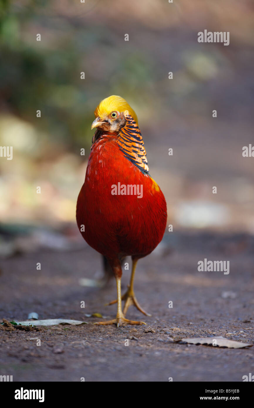 Golden pheasant Chrysolophus pictus male Kew Gardens London Stock Photo ...