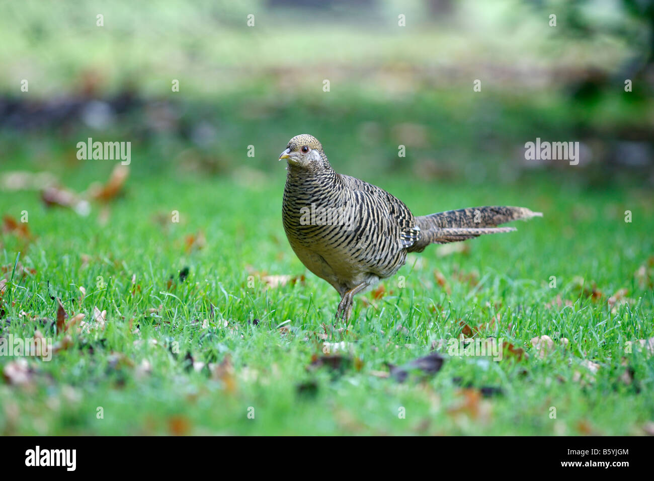 Golden pheasant Chrysolophus pictus female Kew Gardens London Stock ...