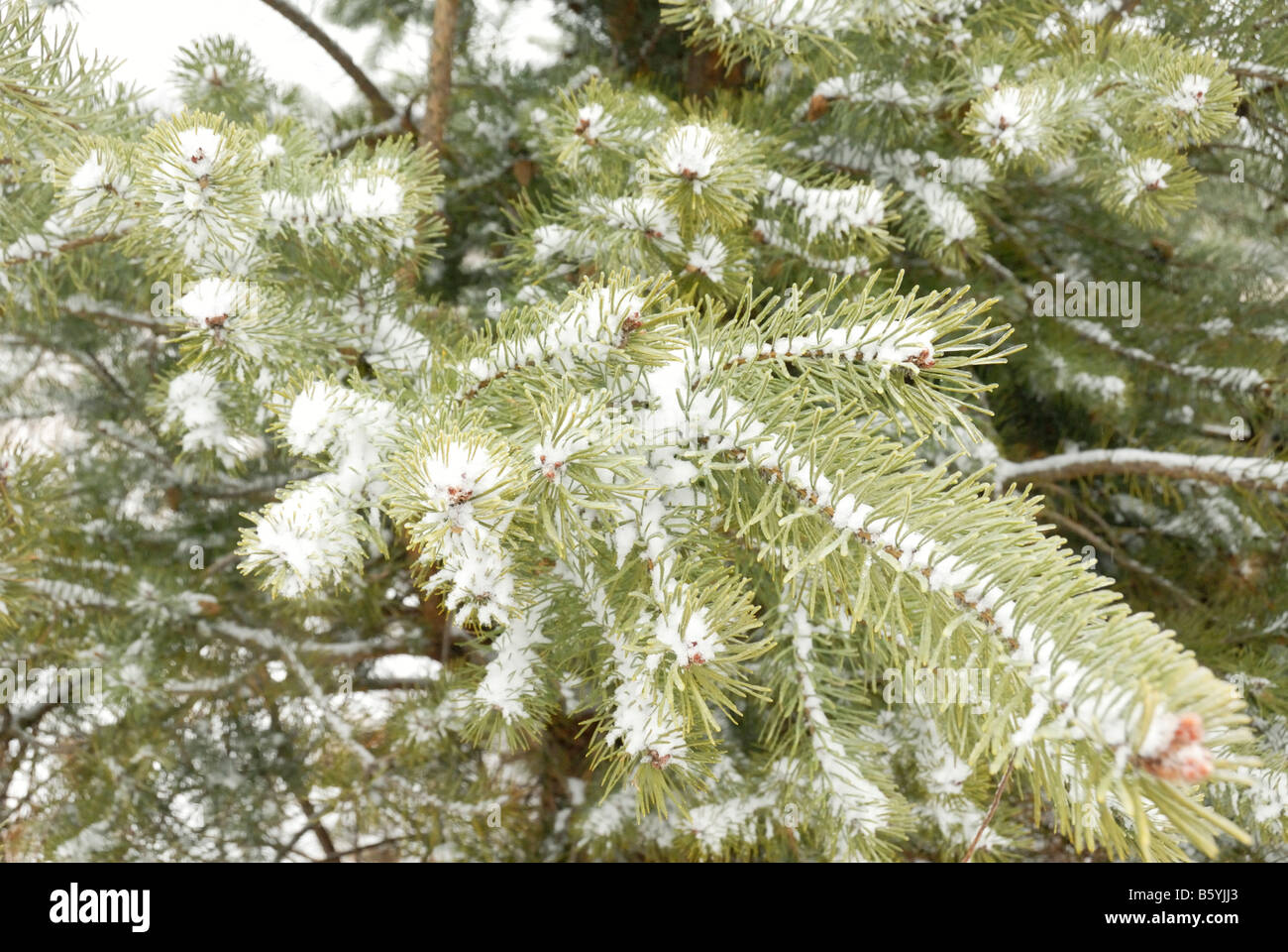 Pine Bough in winter with snow on branch Stock Photo - Alamy