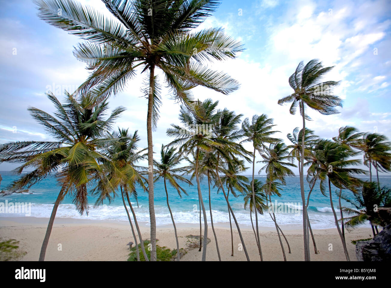 Barbados coconut palms wind hi-res stock photography and images - Alamy