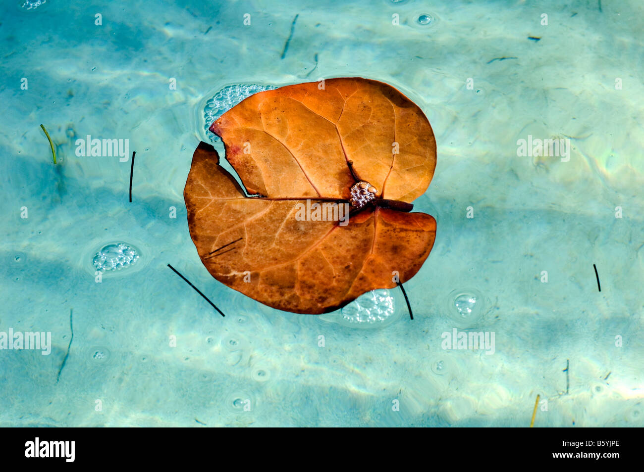 Seagrape Leaf in Ocean, Nassau, Bahamas Stock Photo - Alamy