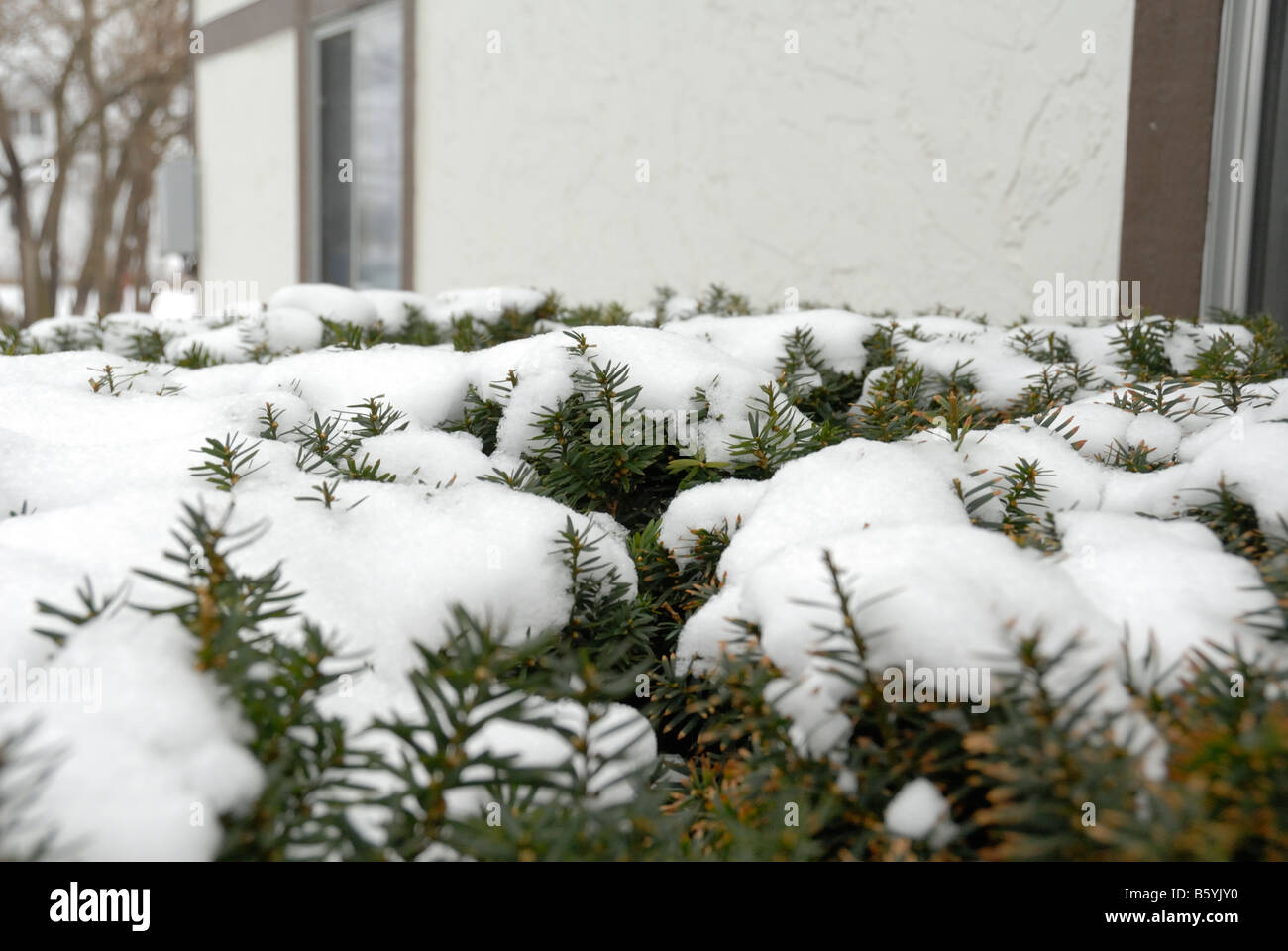 Green hedge shrub with snow Stock Photo - Alamy