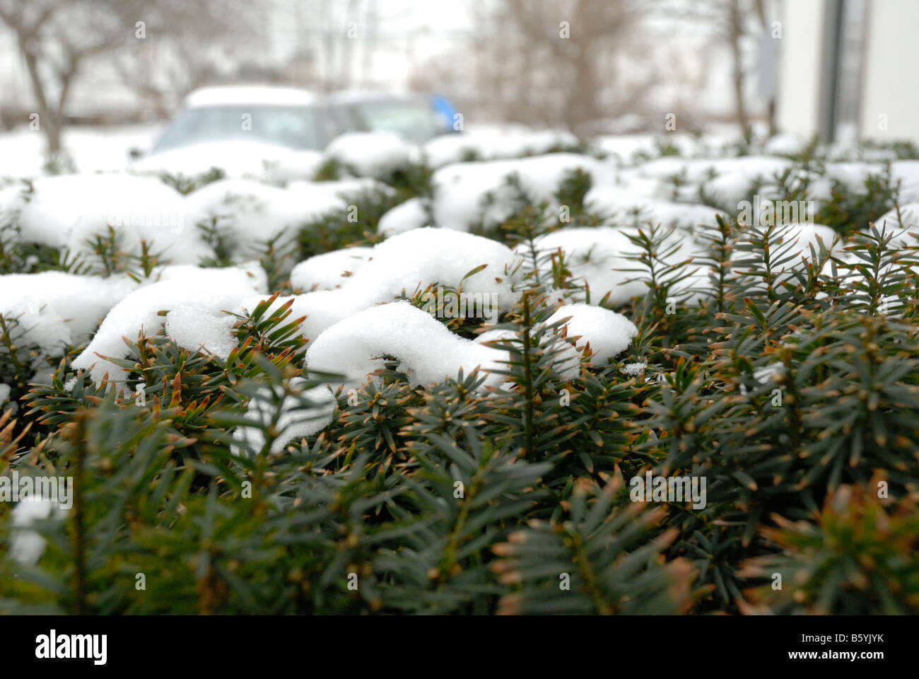 Shrub snow hi-res stock photography and images - Alamy