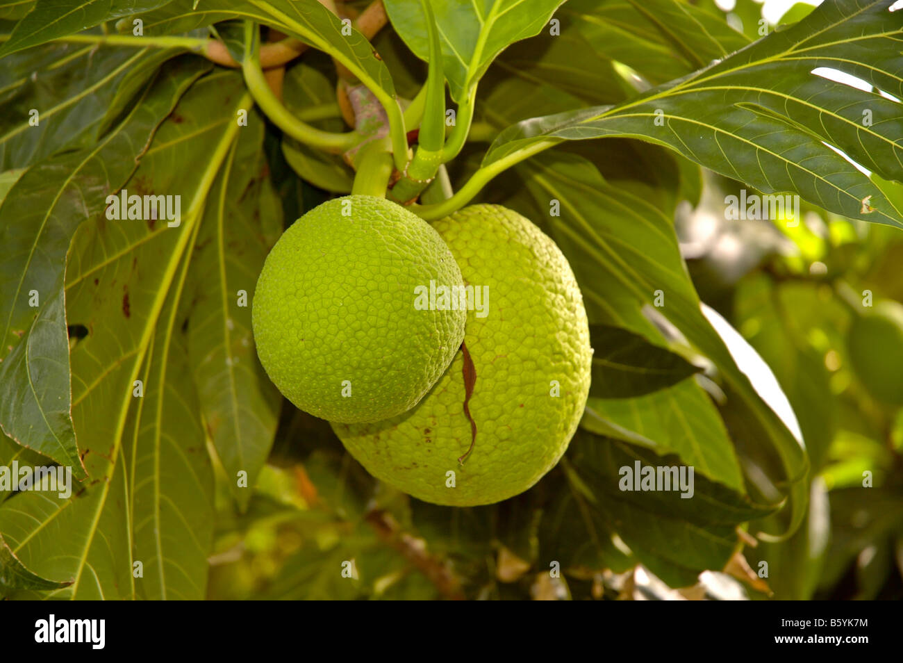 African breadfruit hi-res stock photography and images - Alamy