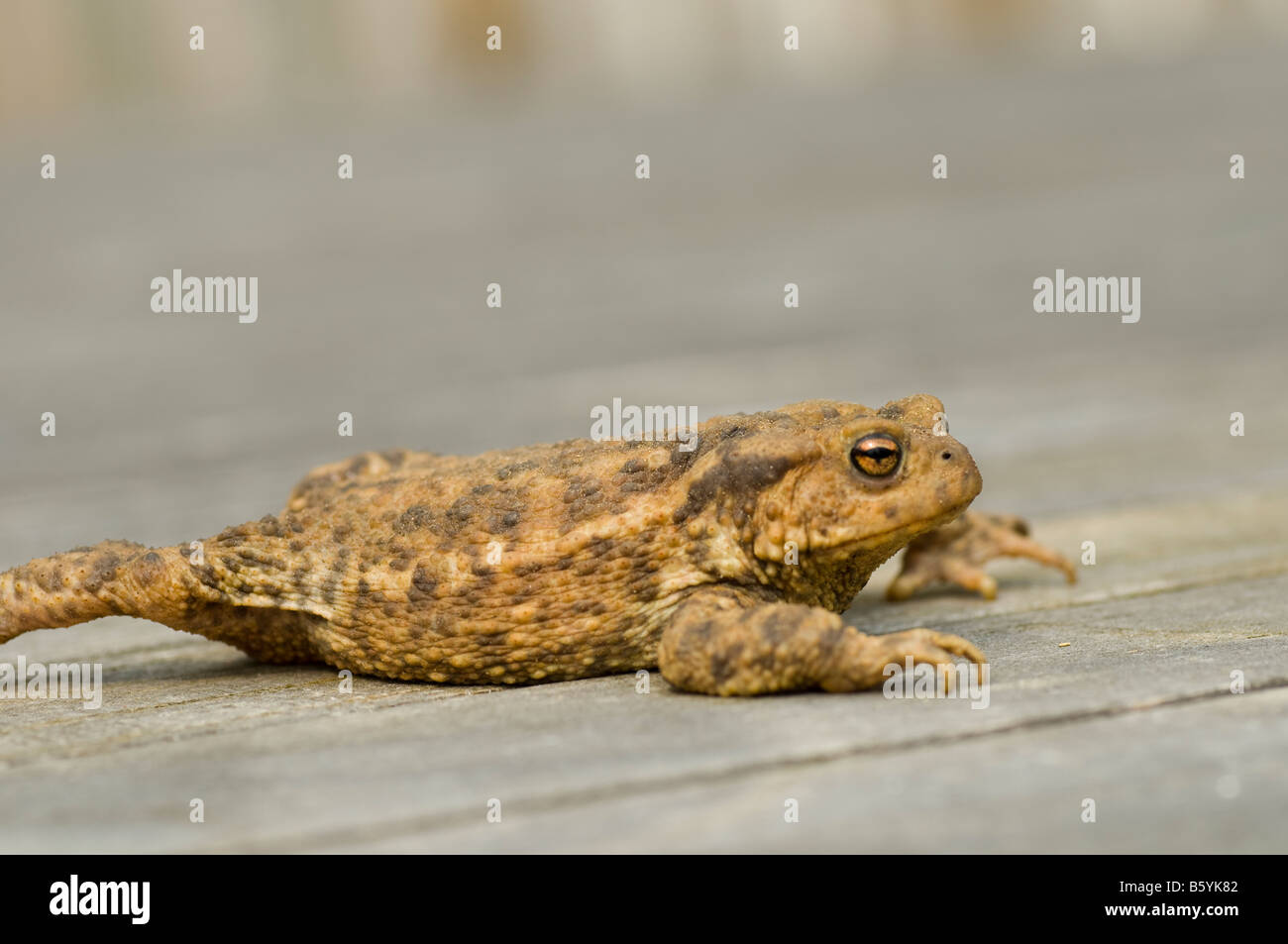 Grey toad hi-res stock photography and images - Alamy