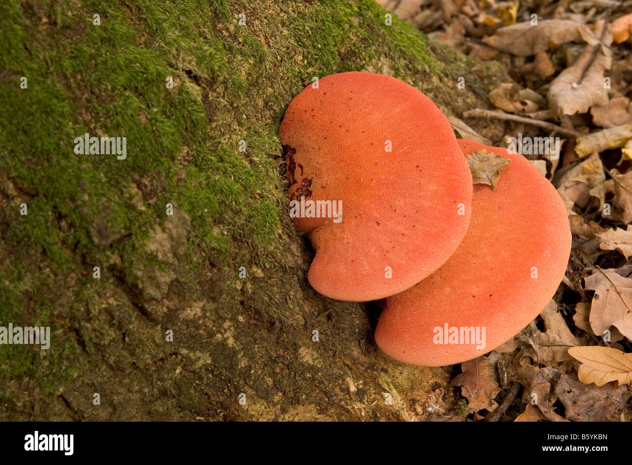 Beefsteak fungus (fistulina hepatica Stock Photo - Alamy