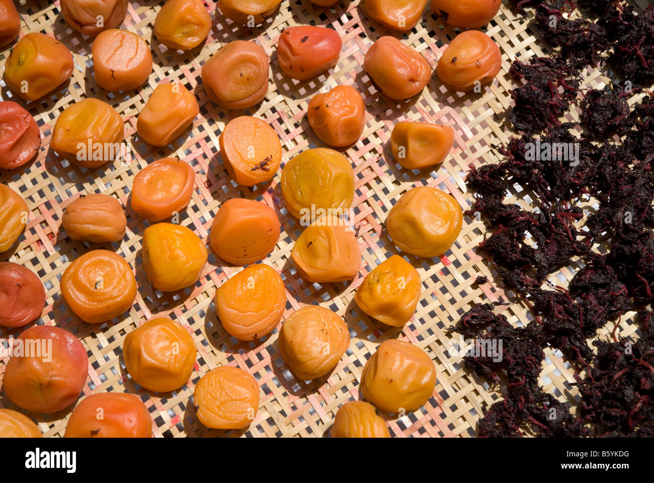 Japanese salted plum pickles ume boshi prunus mume laid out for drying ...