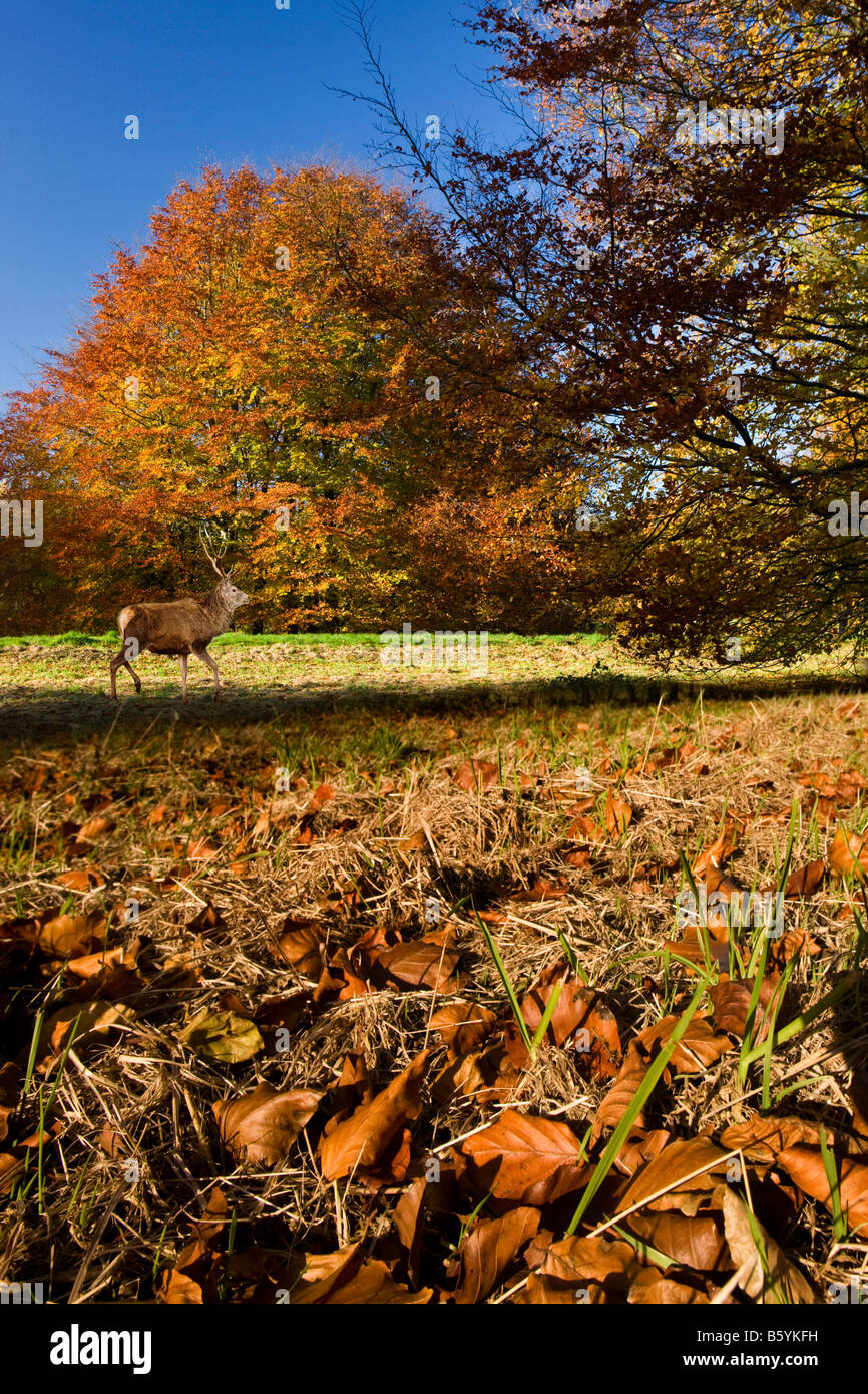 Red deer tree hi-res stock photography and images - Alamy