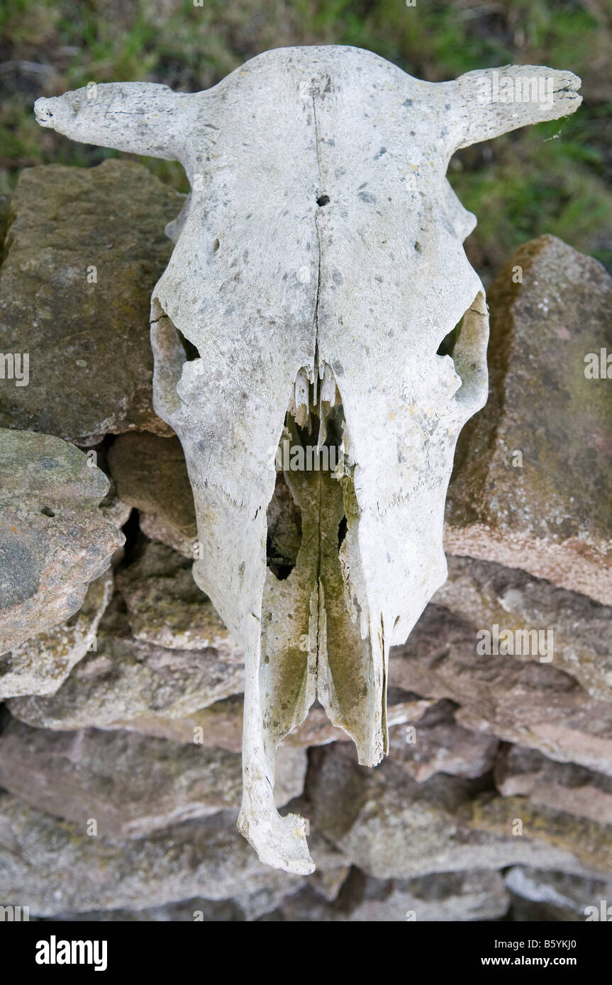 Carcass cadaver dead death die hi-res stock photography and images - Alamy