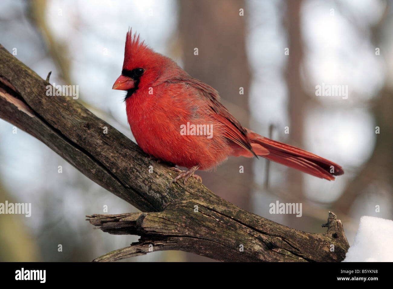 Male Cardinal on branch Stock Photo - Alamy