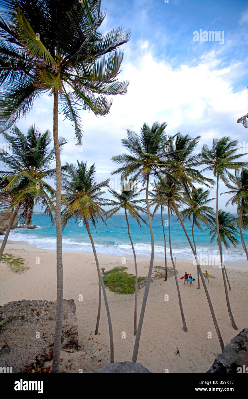 Barbados, Coconut Palms, Surfers Stock Photo - Alamy