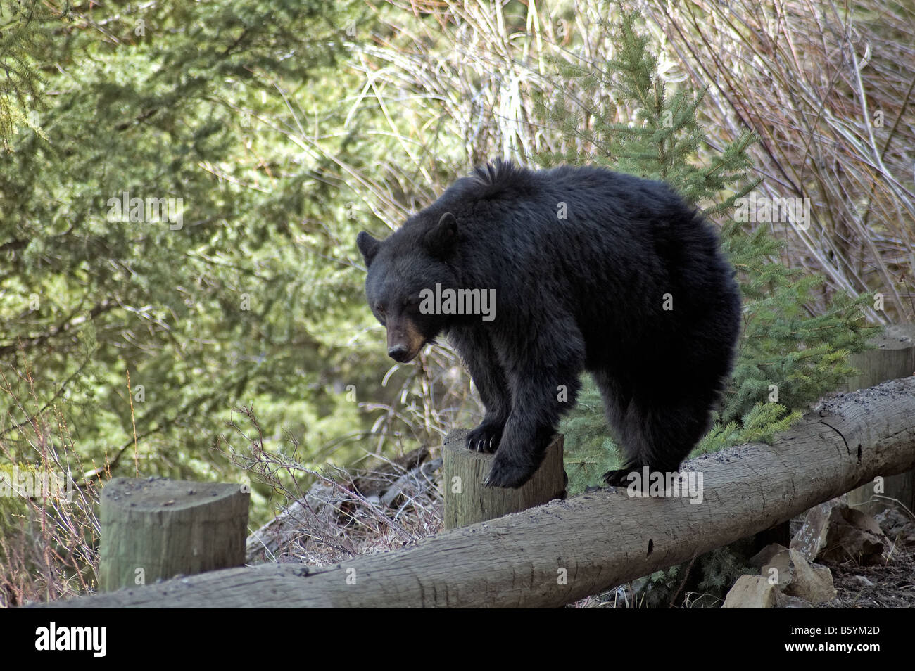 A female black bear, Ursus americanus, in Yellowstone National Park ...